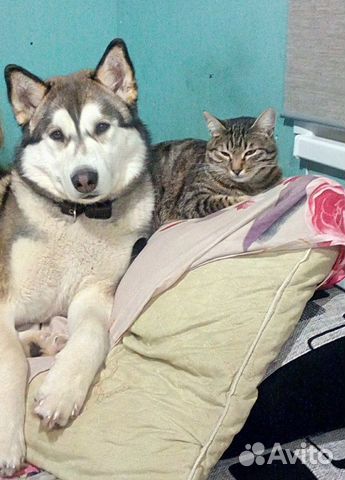 Маламута в добрые руки