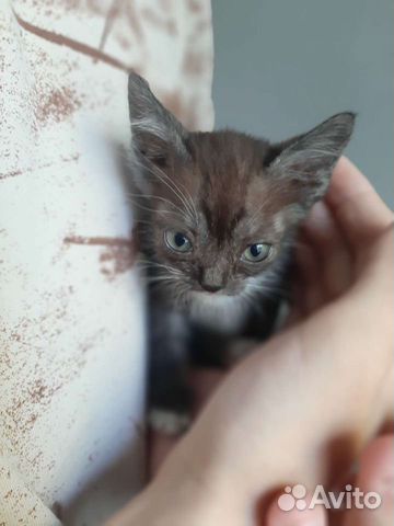 Котенок в добрые руки