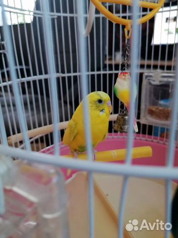 Волнистый попугай с клеткой