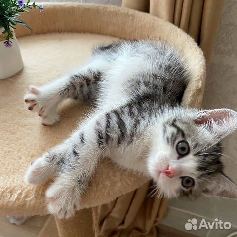 Котенок