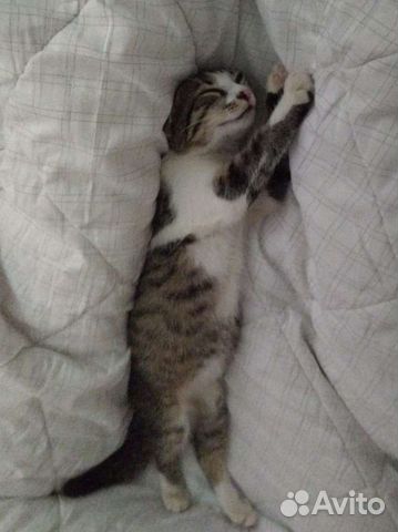 Котик в дар, мышелов
