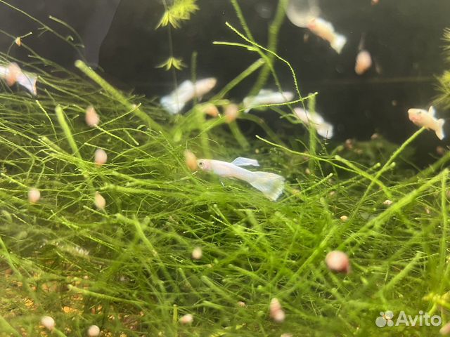 Гуппи чистая линия