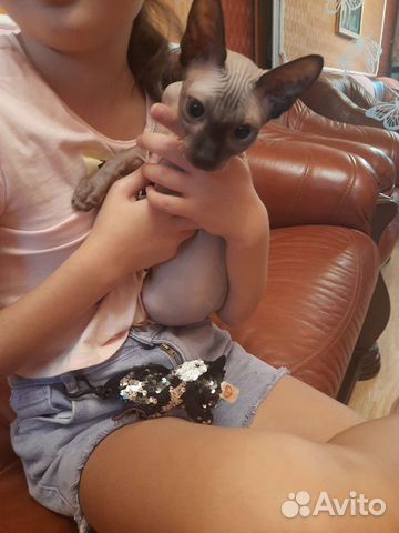 Домашнее животное