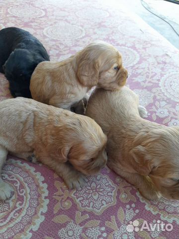 Щенки кокер спаниеля Английского