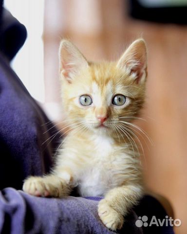 Котенок-солнышко, 2 мес, мальчик