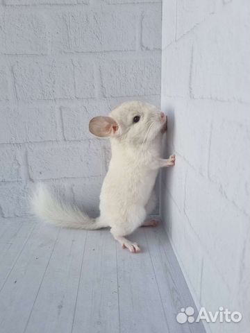 Белый мальчик, 2 месяца