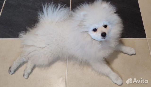 Малый немецкий шпиц