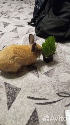 Продам кролика