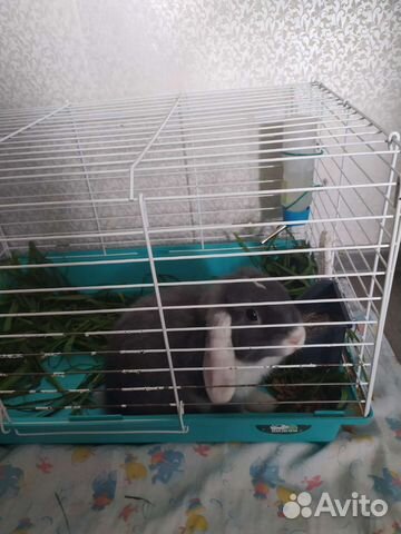 Продам кроликов декоративных