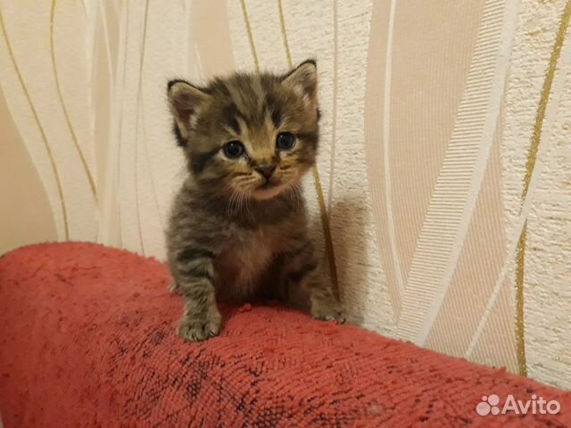 Котятки породы брембл