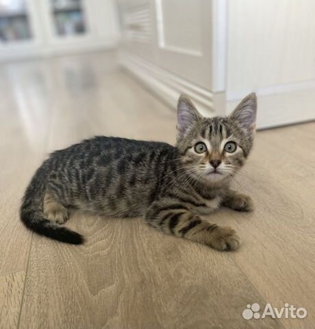 Тигровые котята