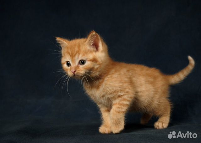 Рыжий котеночек