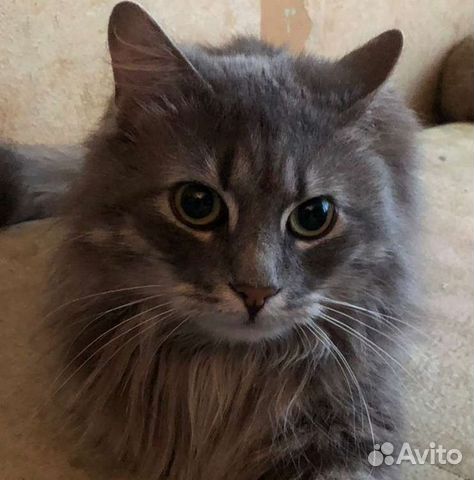 Кот (Сибирски)