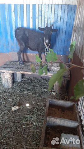 Продается молочная коза
