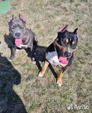 Щенки американского стафорширского терьера