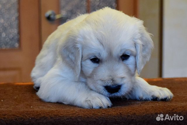 Классные щенки золотистого ретривера