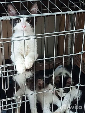 Котенок в дар 2,5 месяца пушистый хвост