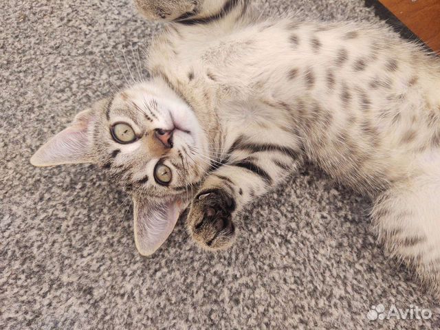 Котенок в частный дом