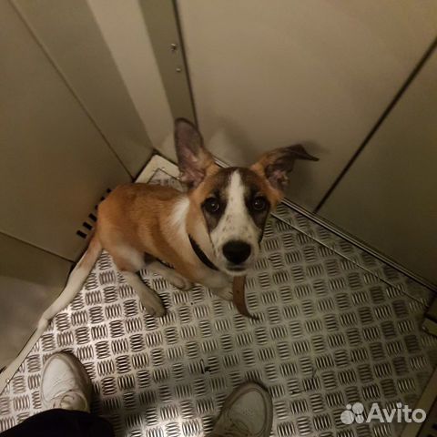 Собака найденыш в добрые руки