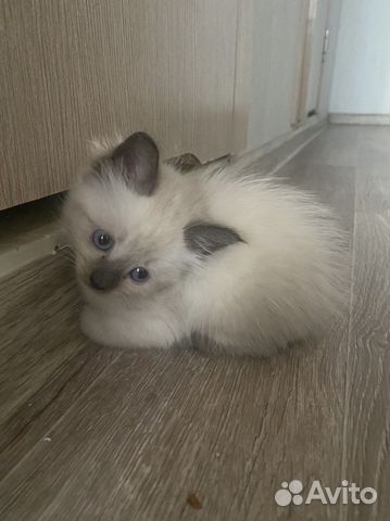 Кошка и котята