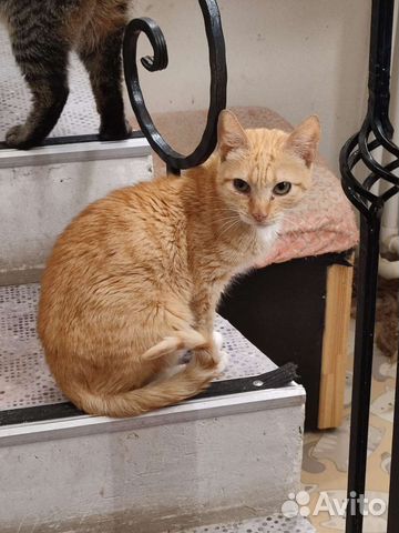 Мини котик ищет семью