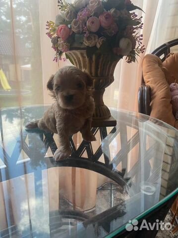 Мальтипу f1 mini limited collection