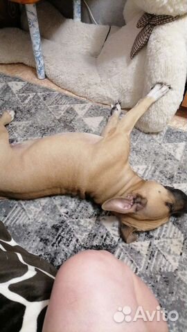 Отдам стафа