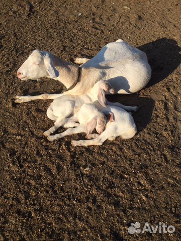 Козлята на племя