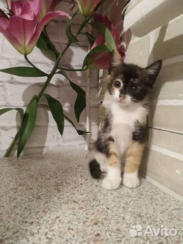 Котёнок