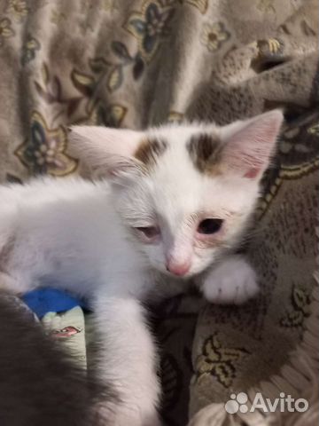 Несчастный котенок