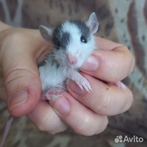Крысы дамбо хаски