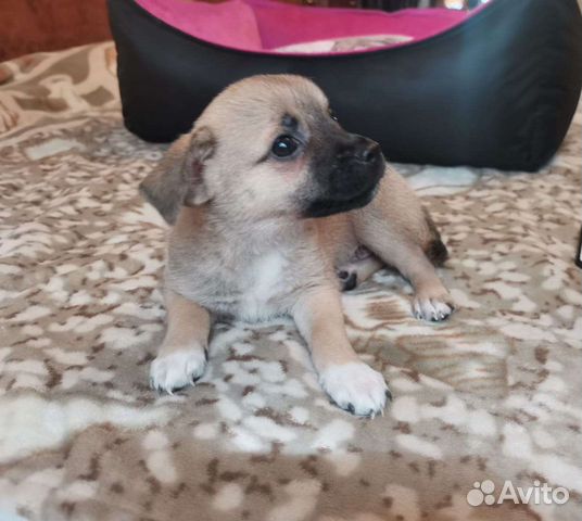 Малыш Оливер, мелкий, 2 мес