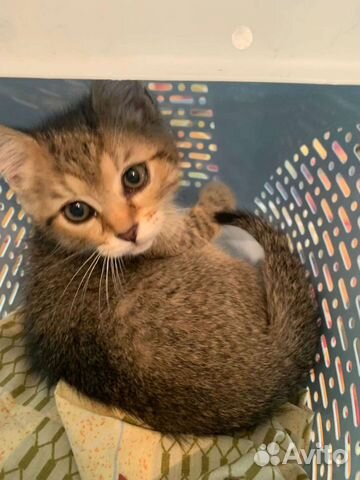 Кошки в добрые руки бесплатно