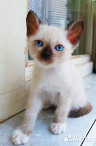 Сиамский котёнок