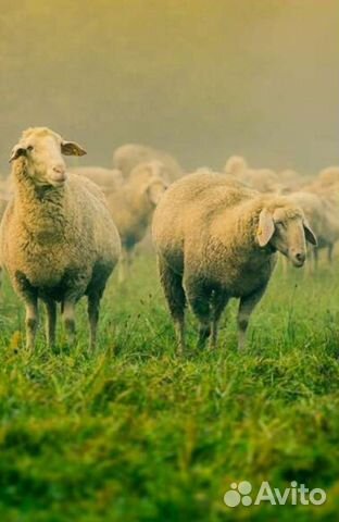 Продажа барашек