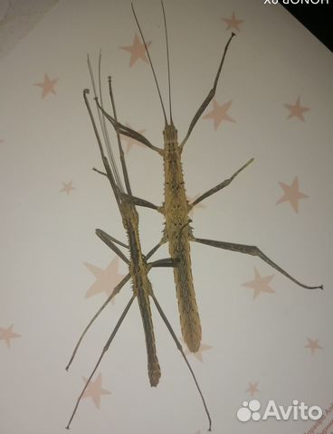 Палочники разные виды