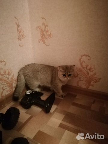 Британская золотистая шиншила