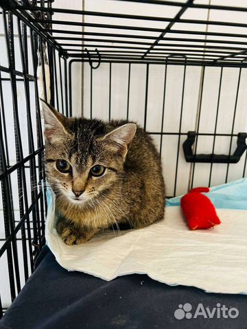 Котенок девочка 3-4 месяца в добрые руки