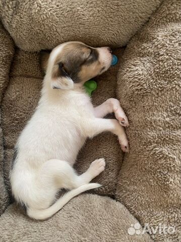 Щенок джек рассел (смесь)