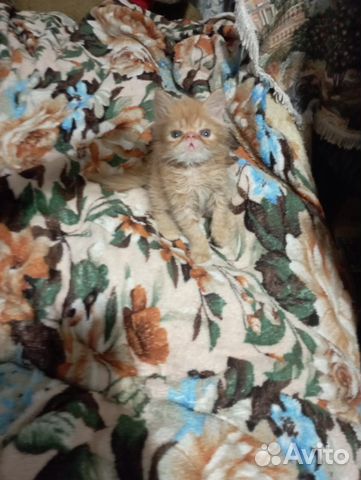 Персидский котик экстремал