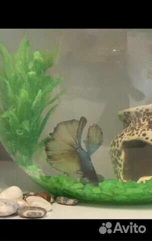Аквариум с декором
