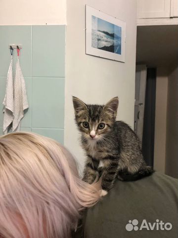Котенок мальчик