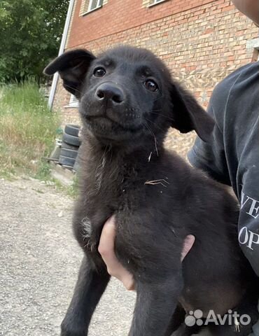 Щенок немецкая овчарка метис Нео
