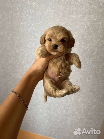 Мальтипу Ф1 супер карамель мальчик Baby Face