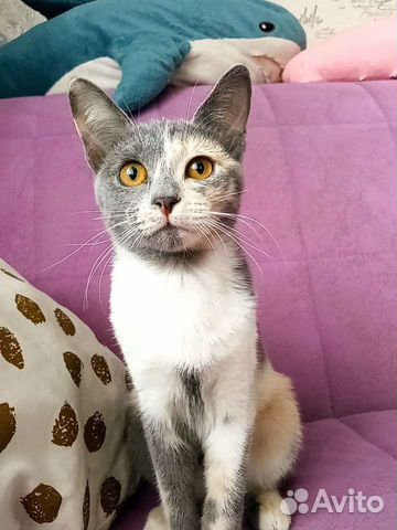 Кошечка 4,5 мес