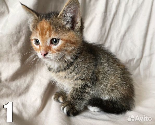 Котята