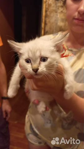 Котята