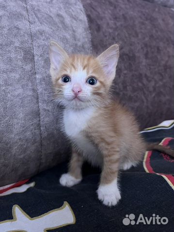 Рыжий котенок мальчик 1месяц