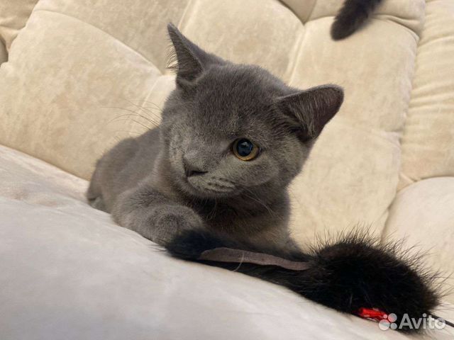 Особенный котёнок в добрые руки