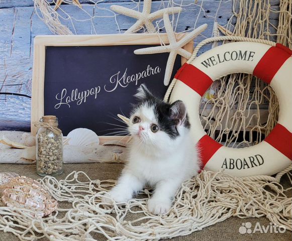 Кошечка-экзоточка